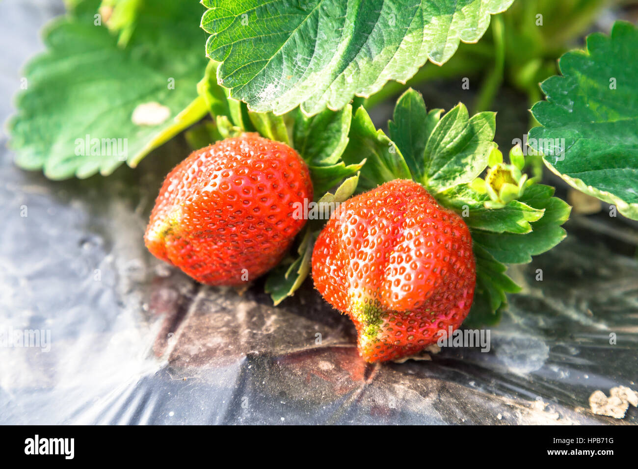 Ripe strawberries in a plantatio Stock Photo - Alamy