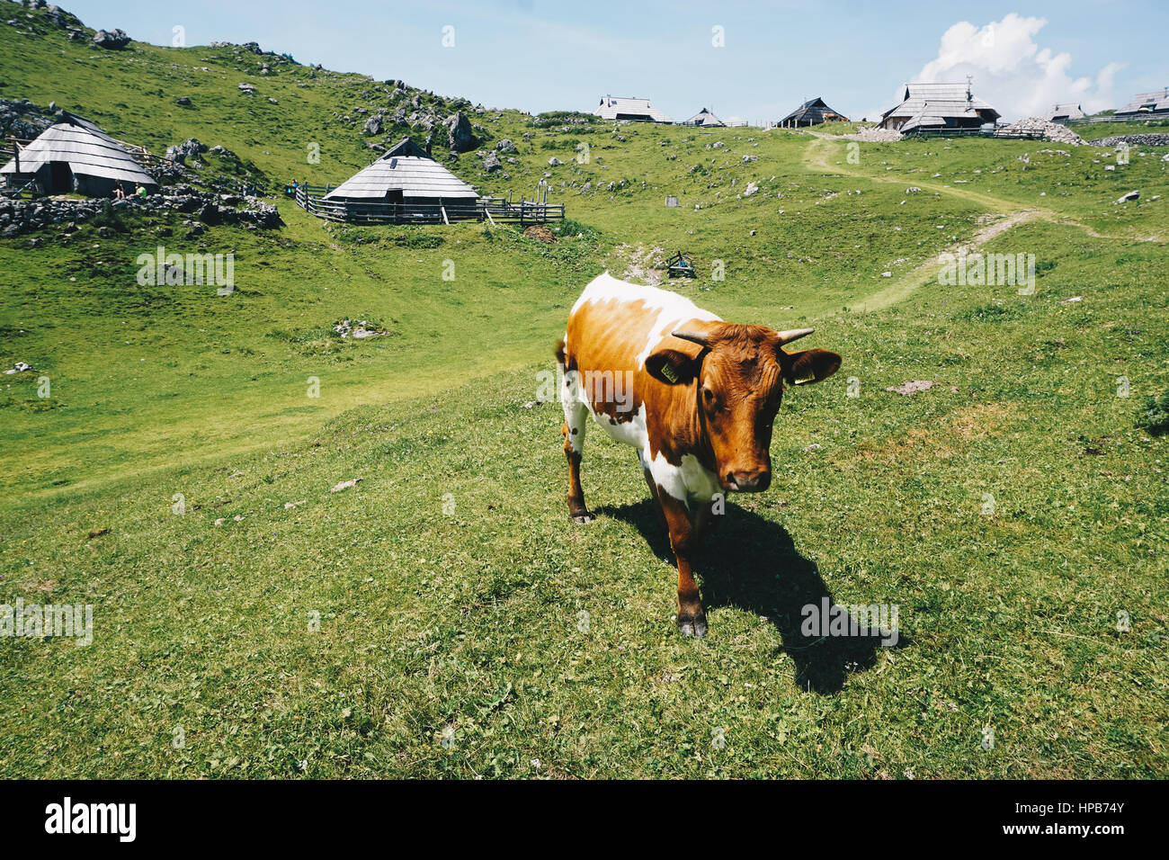 Cow in nature Stock Photo - Alamy