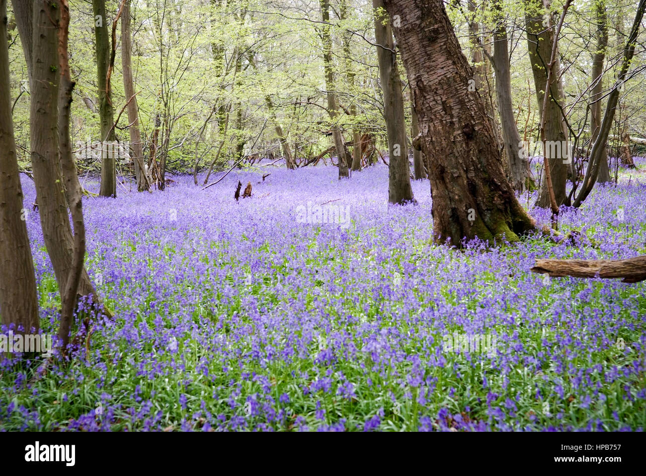 Summer natural landscape wild growing hi-res stock photography and ...