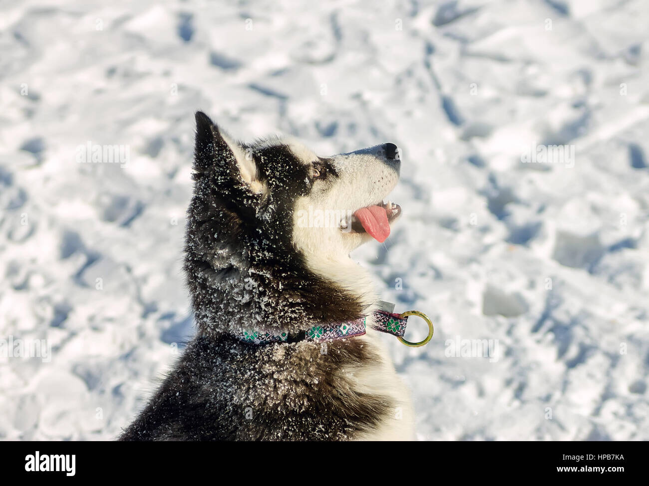 Portrait of husky puppy in winter in snow Stock Photo - Alamy
