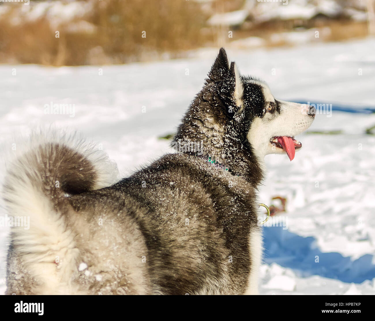 Portrait of husky puppy in winter in snow Stock Photo - Alamy