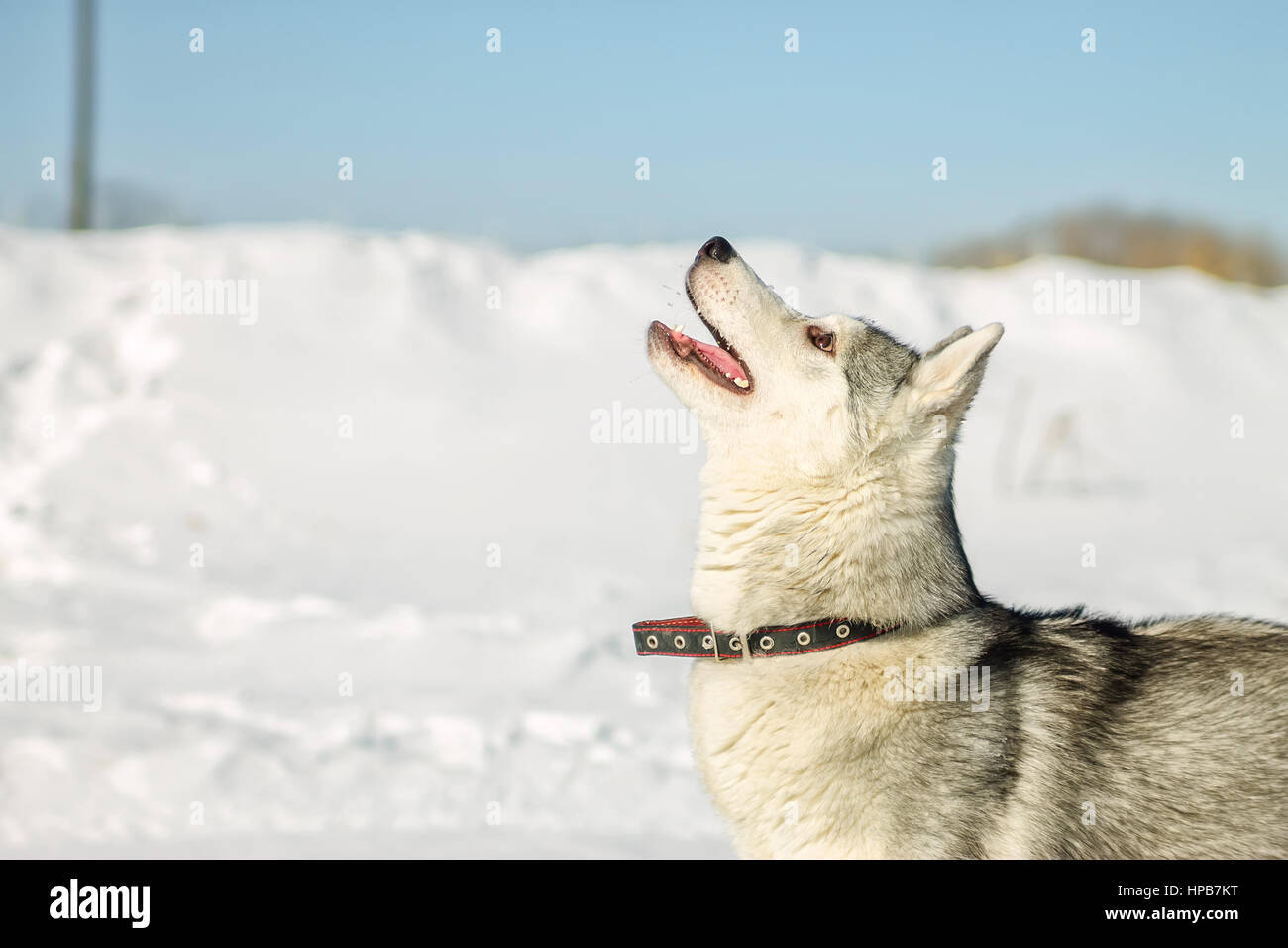 Grey wolf snow puppy hi-res stock photography and images - Alamy