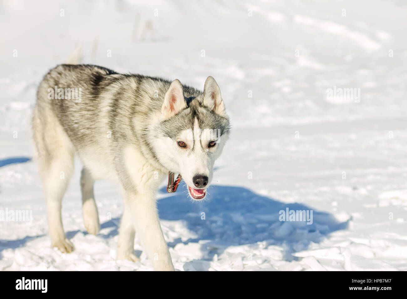 Portrait of husky puppy in winter in snow Stock Photo - Alamy