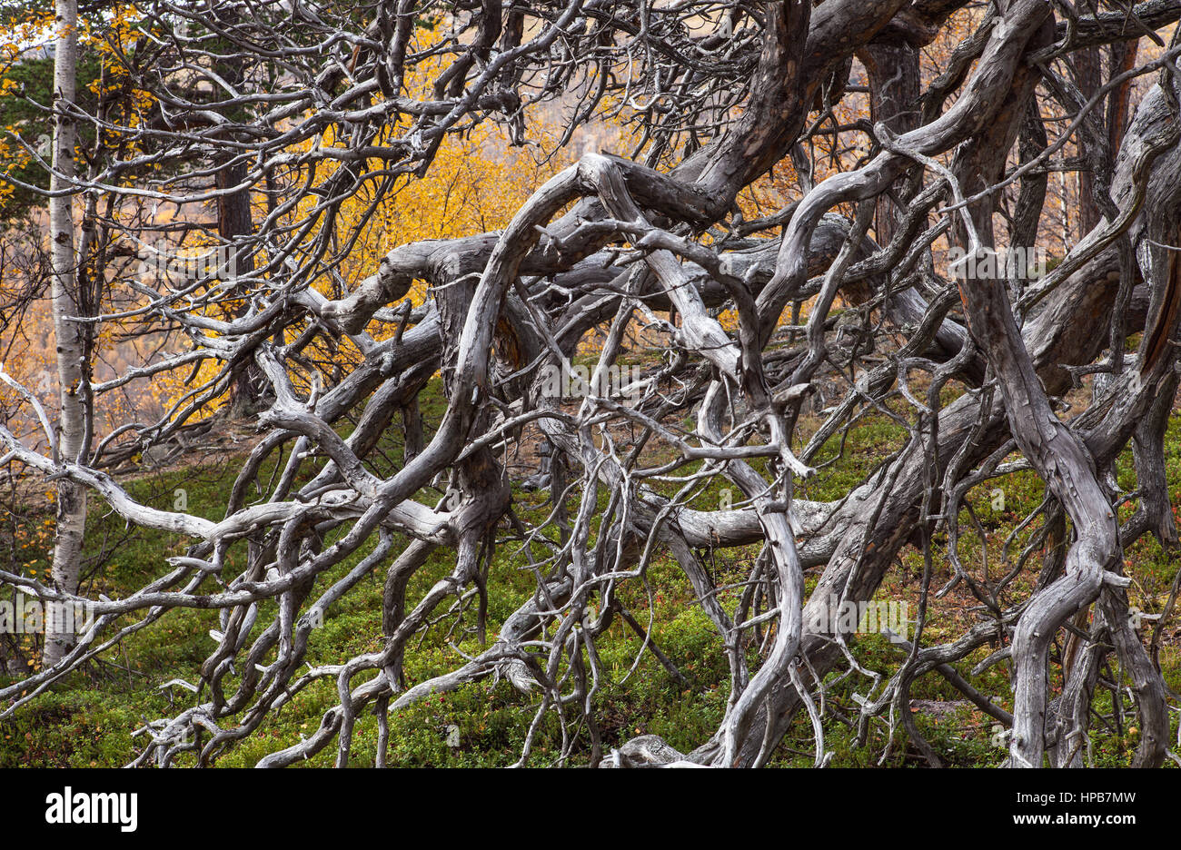 A fallen tree with branches and twigs on the ground. On the taiga Stock ...