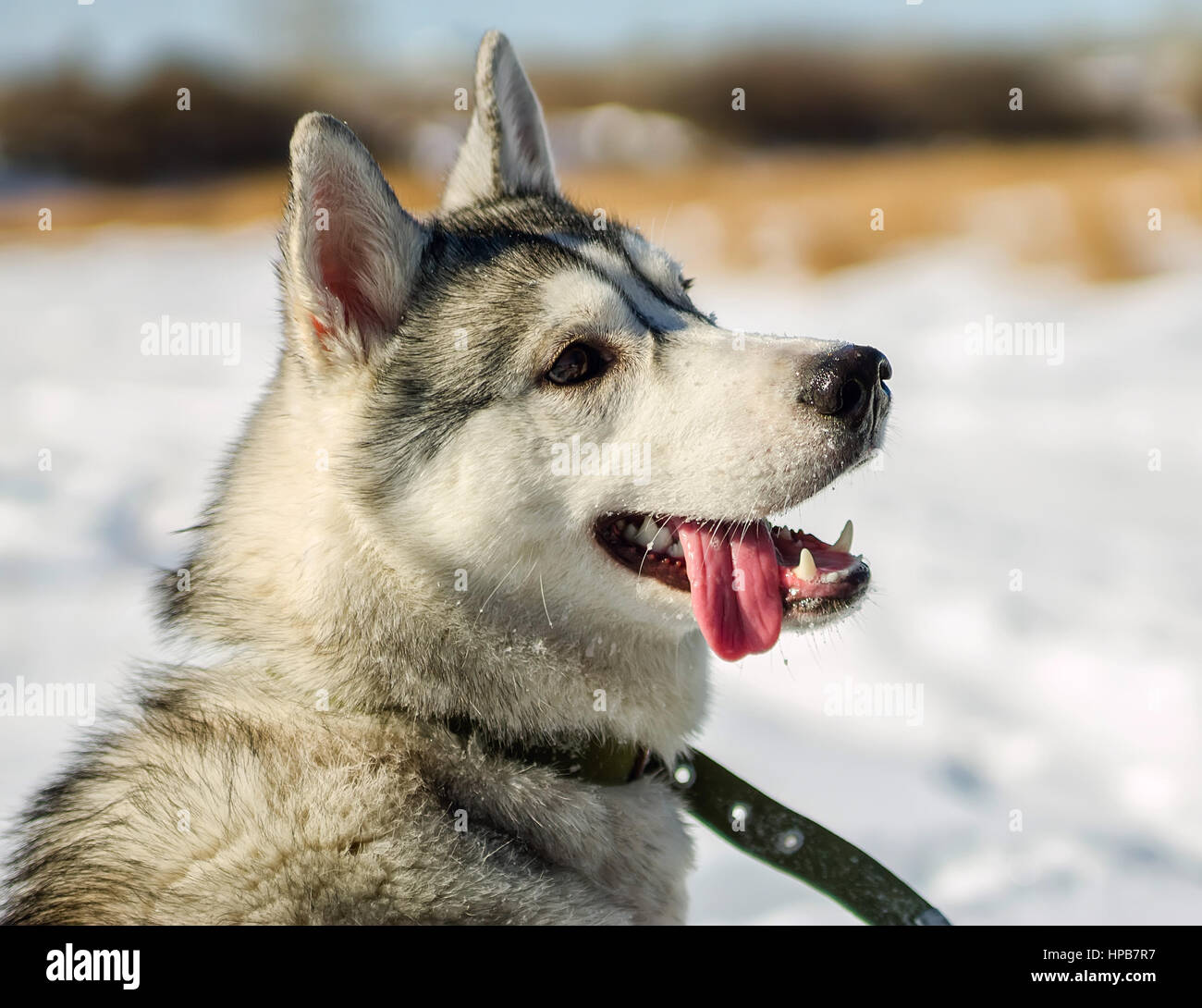 Portrait of husky puppy in winter in snow Stock Photo - Alamy