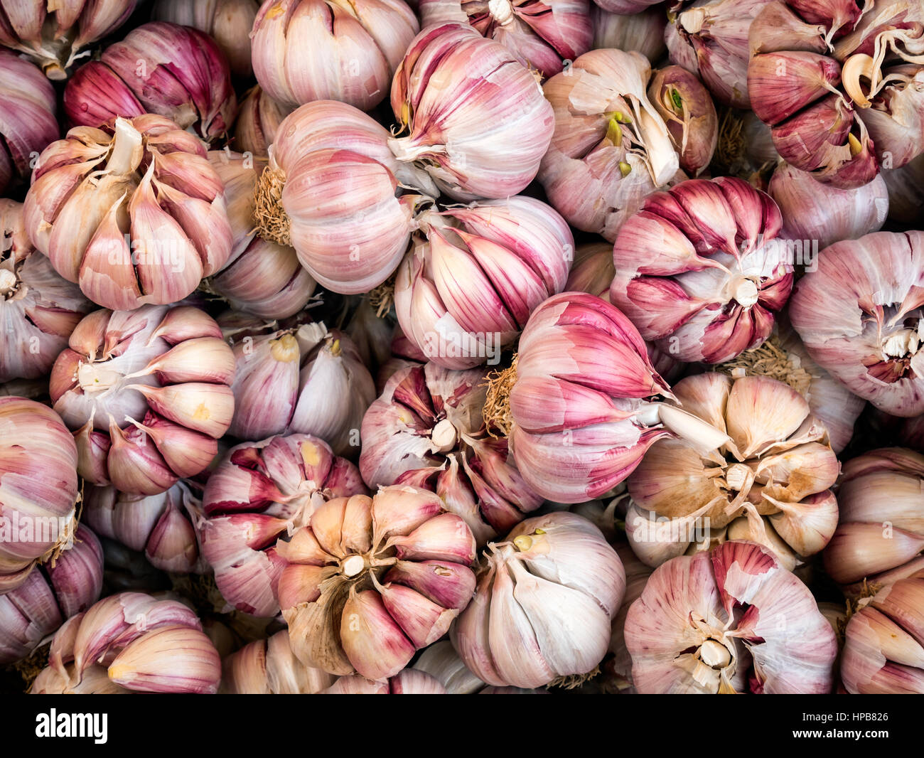 Garlic ready to harvest hi-res stock photography and images - Alamy