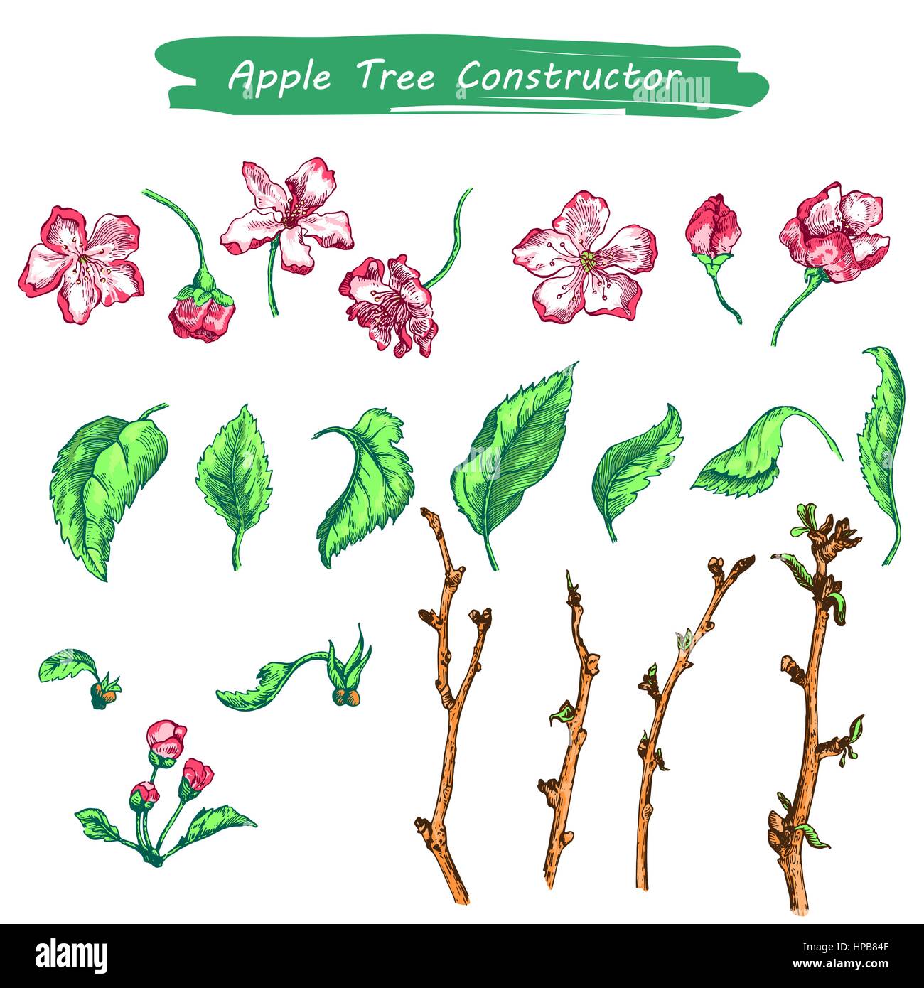 Appler Sketch Color Stock Vector Image & Art - Alamy