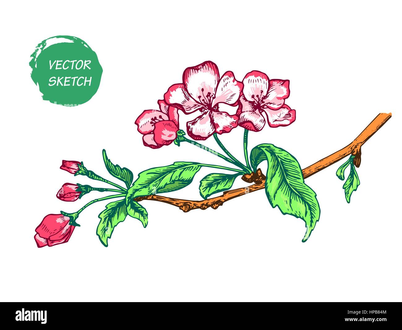 Appleflower Sketch Color-02 Stock Vector Image & Art - Alamy