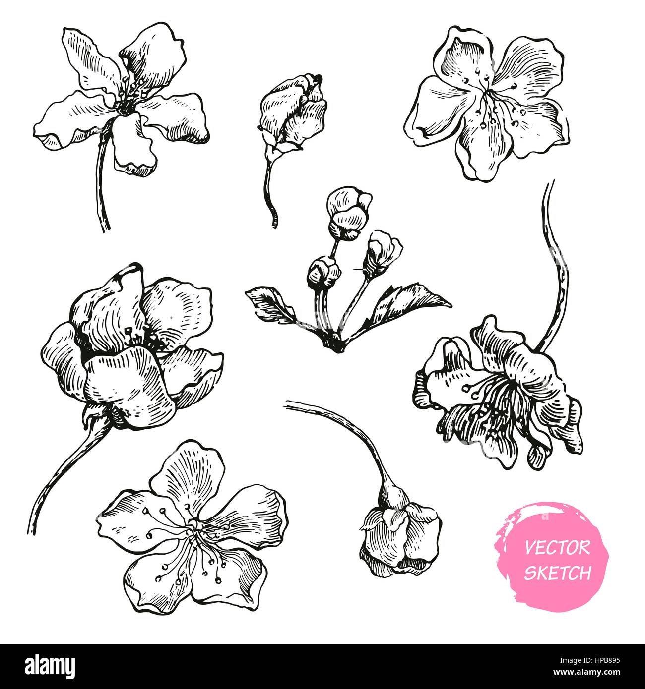 Appleflower Sketch 1 Stock Vector Image & Art - Alamy