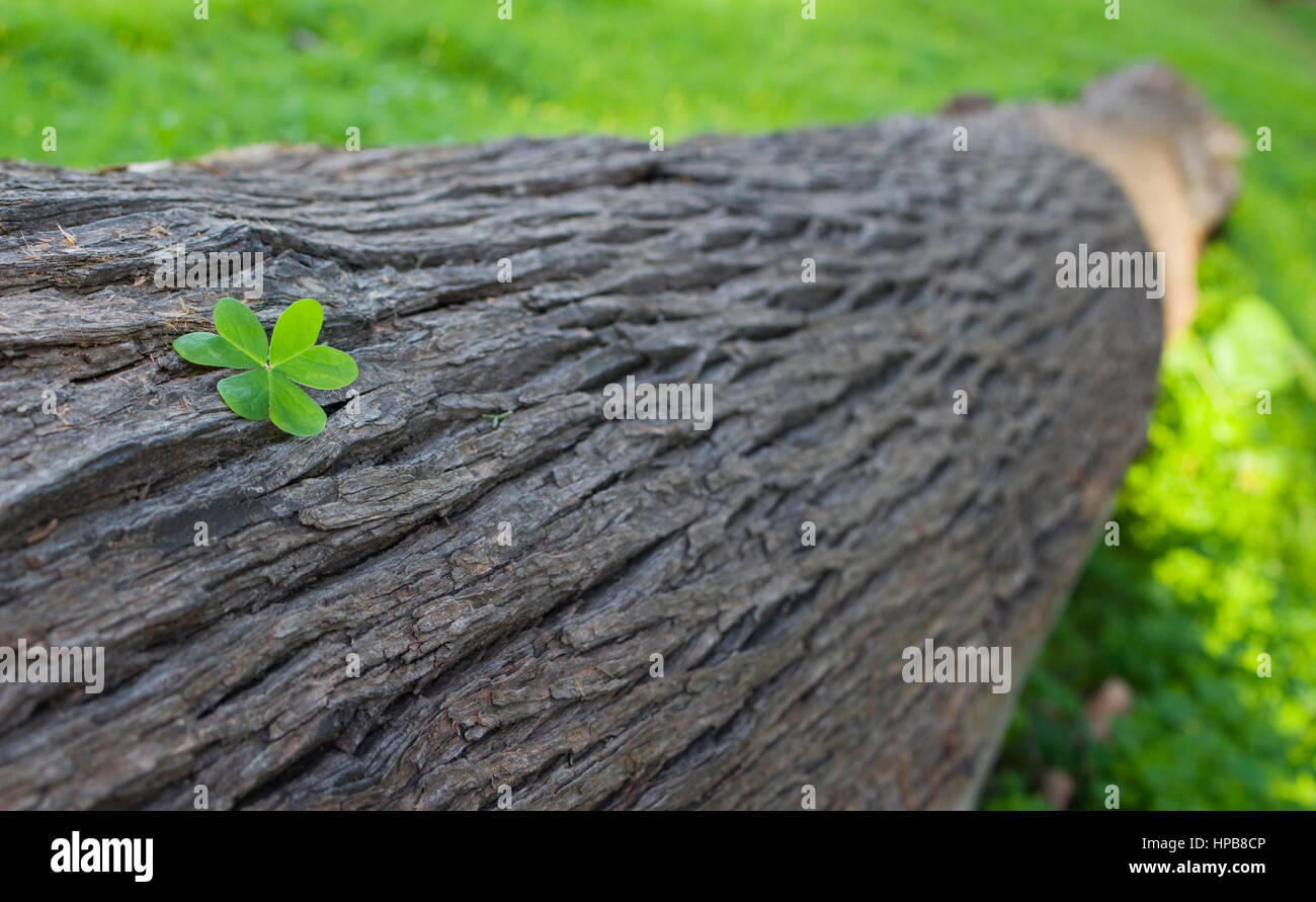 A three-leafed clover on a log Stock Photo - Alamy