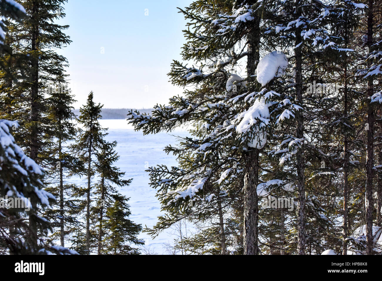 Northern winter forest hi-res stock photography and images - Alamy