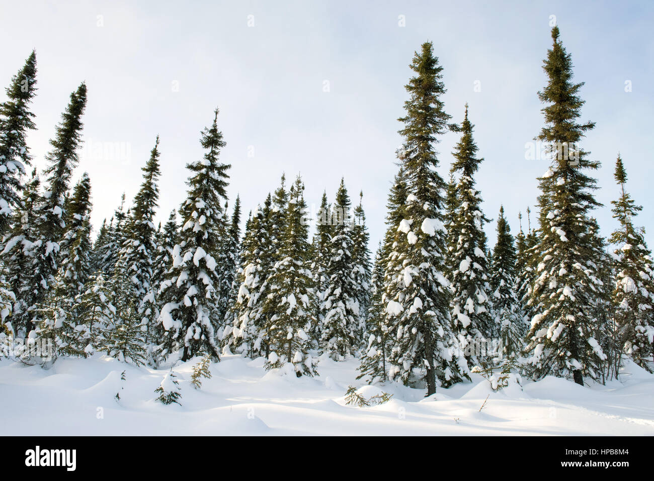 Trees winter, Northern Quebec Stock Photo - Alamy