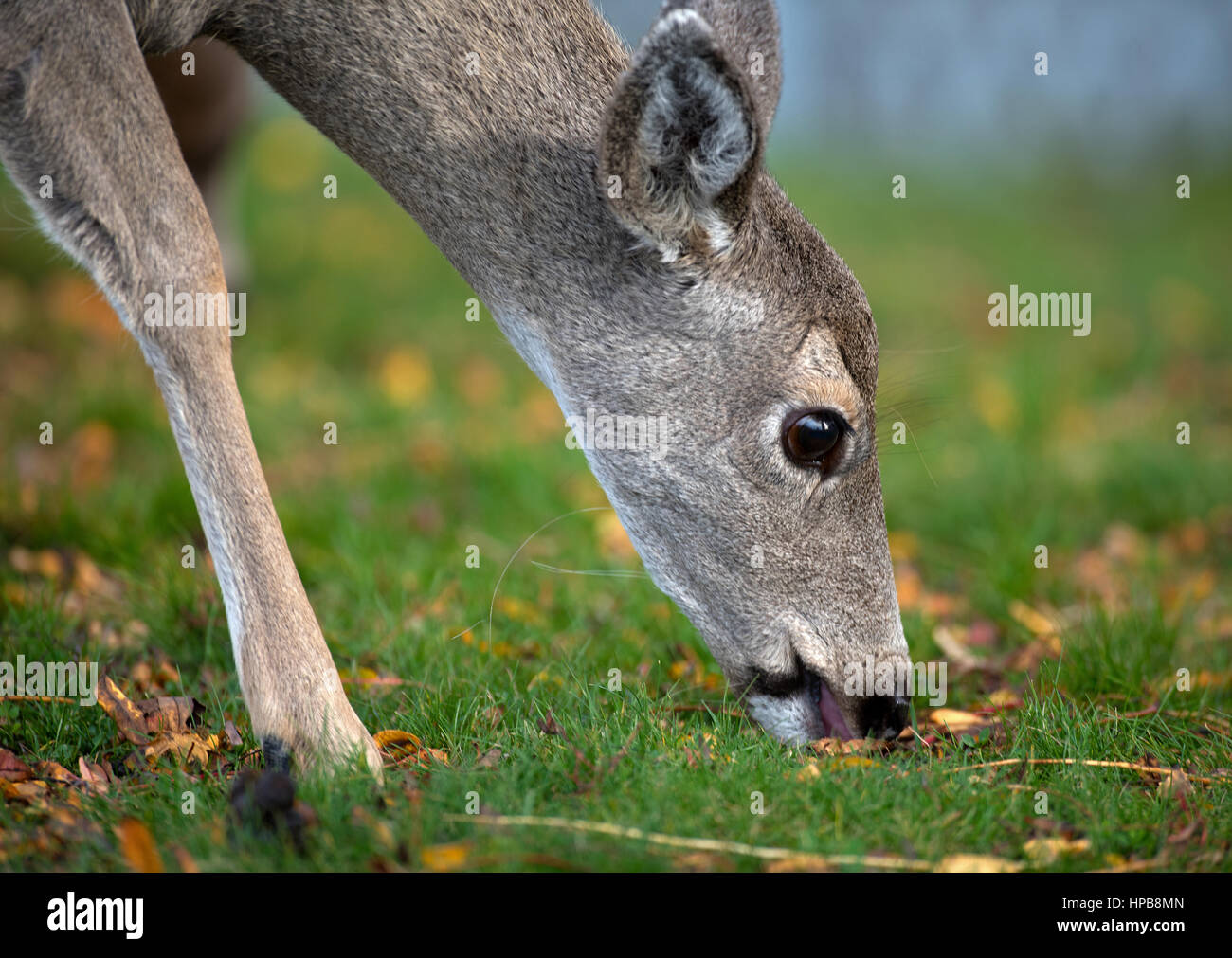 Deer On Hind Legs High Resolution Stock Photography and Images - Alamy
