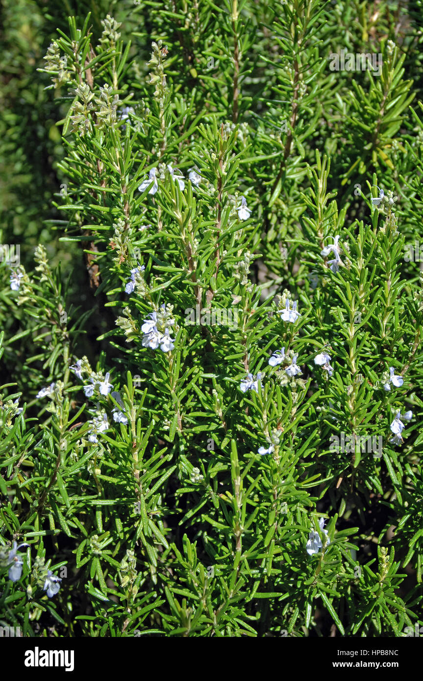 Rosemary plant in blossom Stock Photo - Alamy
