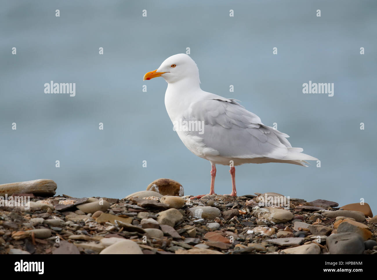 Norway svalbard spitzbergen longyearbyen hi-res stock photography and ...