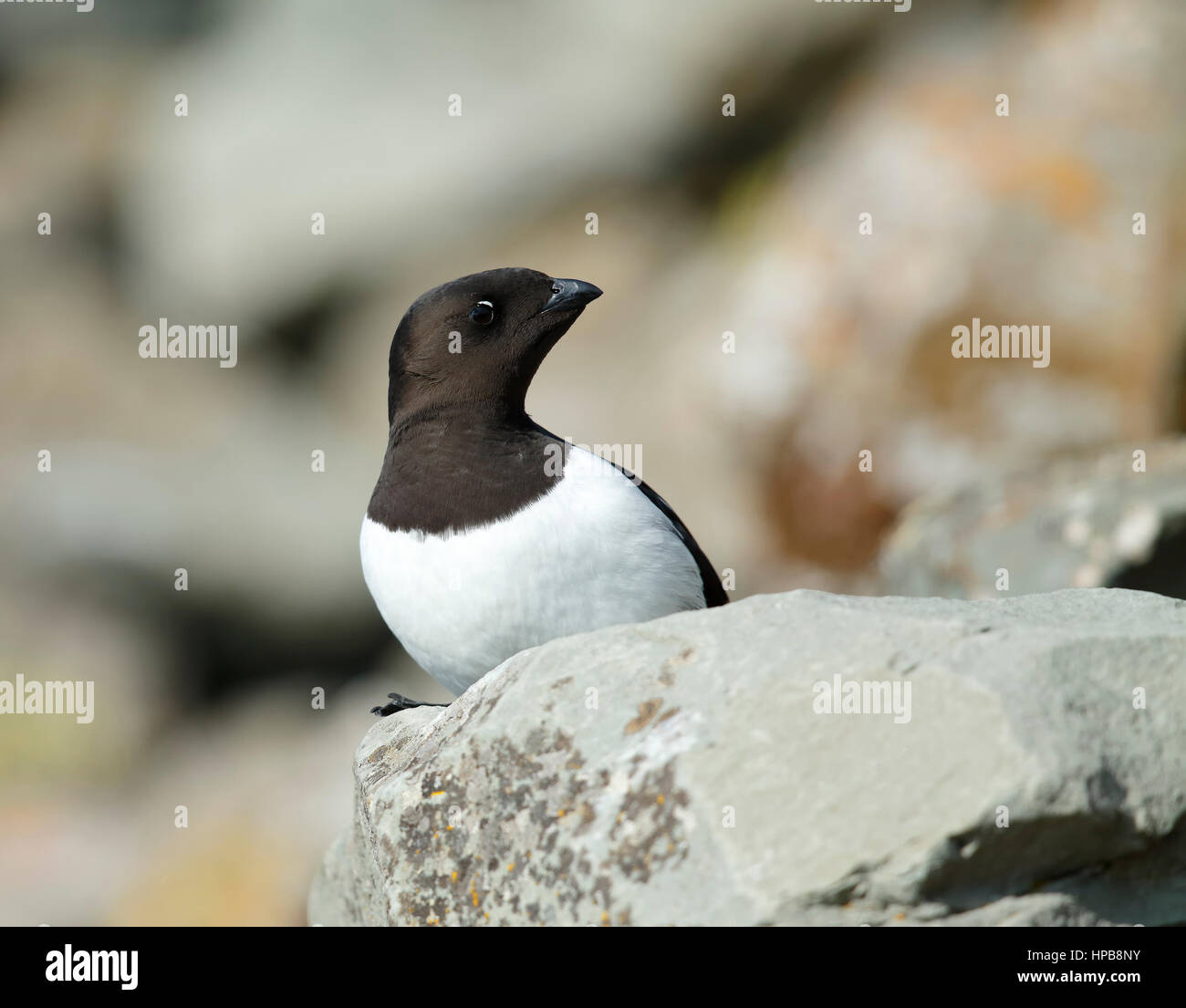 Little Auk - Longyearbyen, Svalbard Stock Photo - Alamy