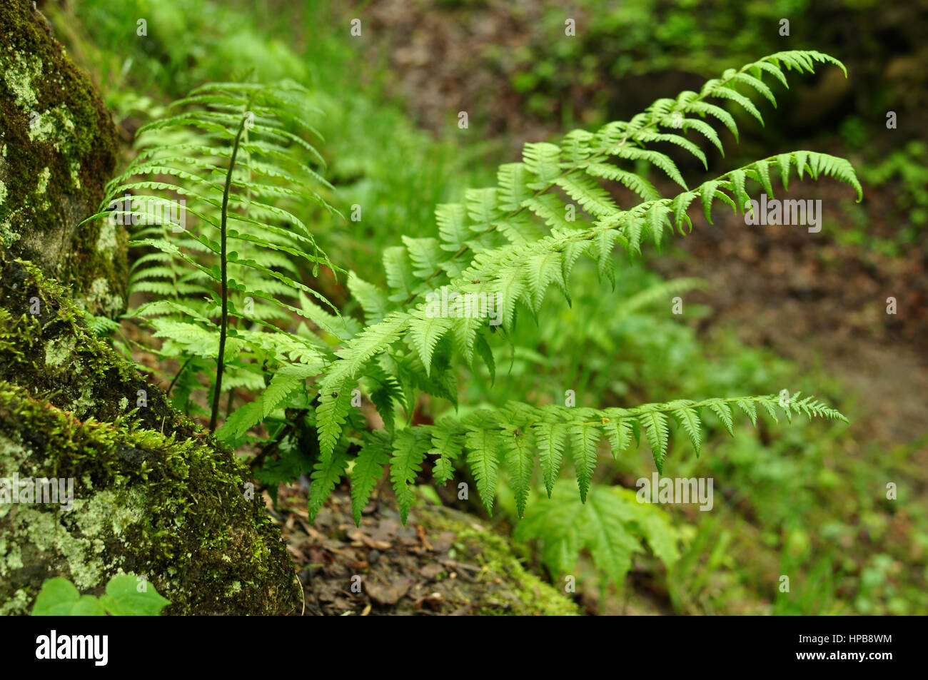 Green bush of fern in the dark forest. Low key wallpaper Stock Photo ...