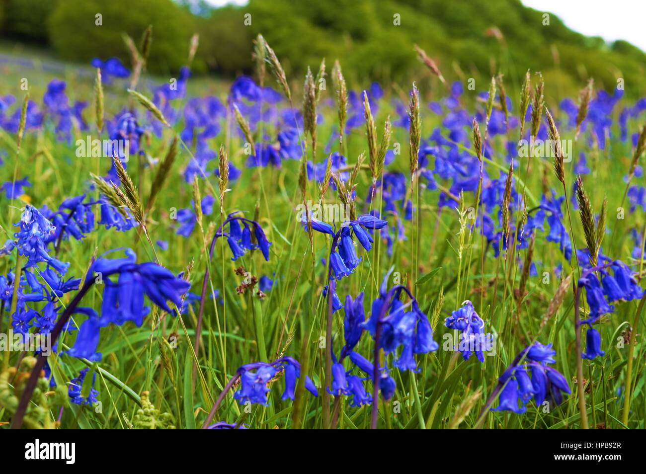 Beautiful Devon field filled with Bluebells Stock Photo - Alamy