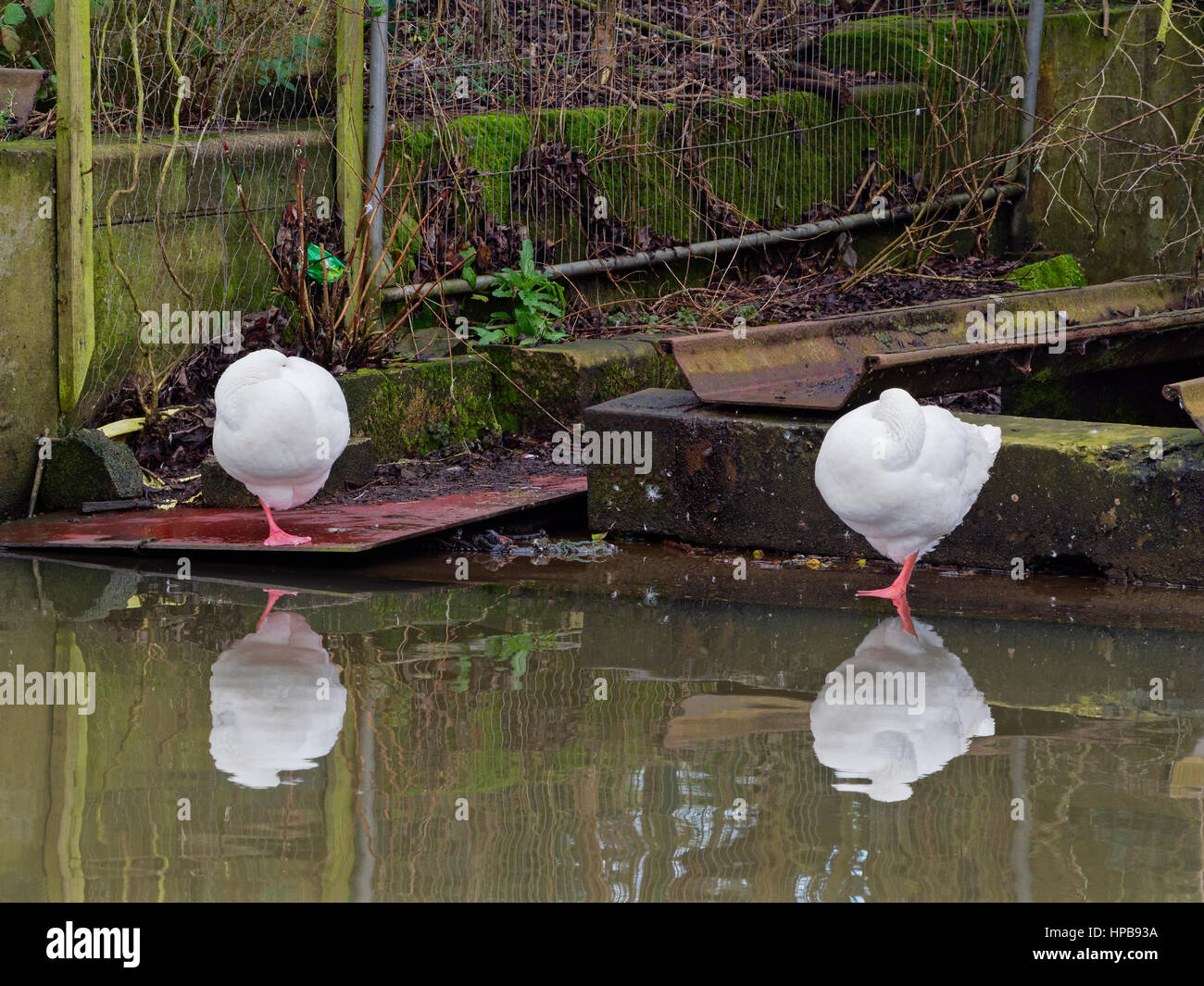 Curled up sleeping swan hi-res stock photography and images - Alamy
