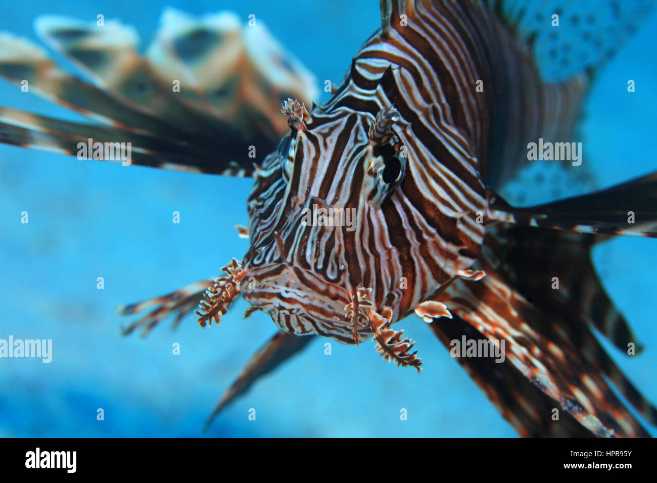 Common lionfish (Pterois volitans) underwater in the tropical waters of ...