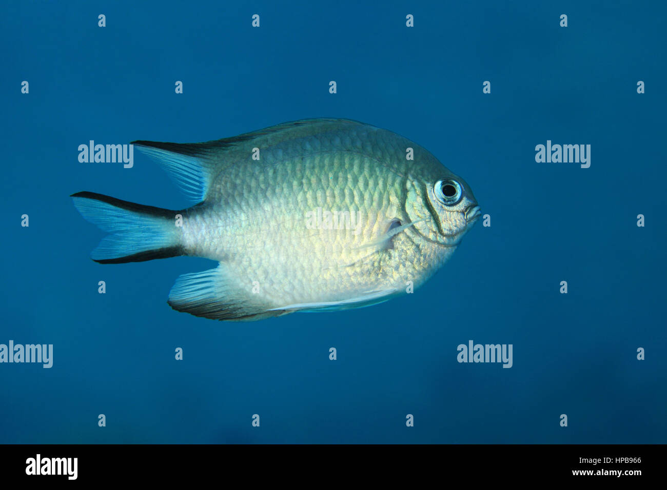 Damsel Fish High Resolution Stock Photography and Images - Alamy