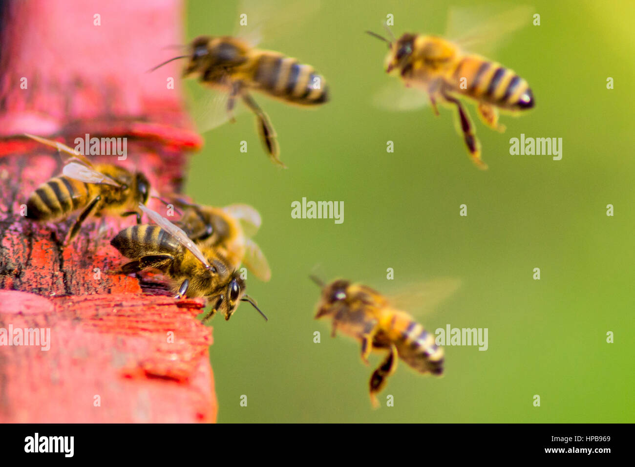 Bees takeoff hi-res stock photography and images - Alamy