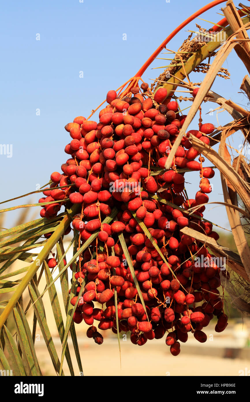 Dates on palm tree hi-res stock photography and images - Alamy