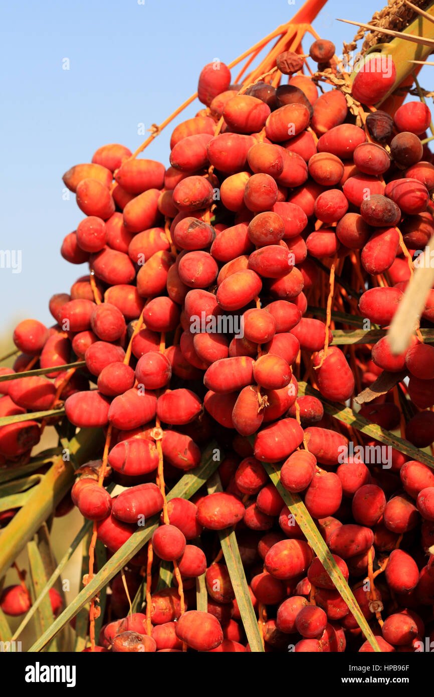 Dates on palm tree at the coast of the Red Sea Stock Photo - Alamy