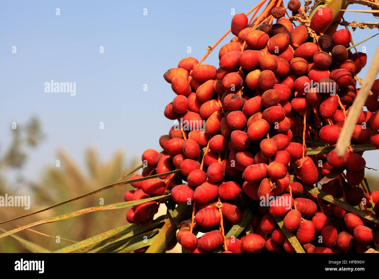Dates on palm tree at the coast of the Red Sea Stock Photo - Alamy