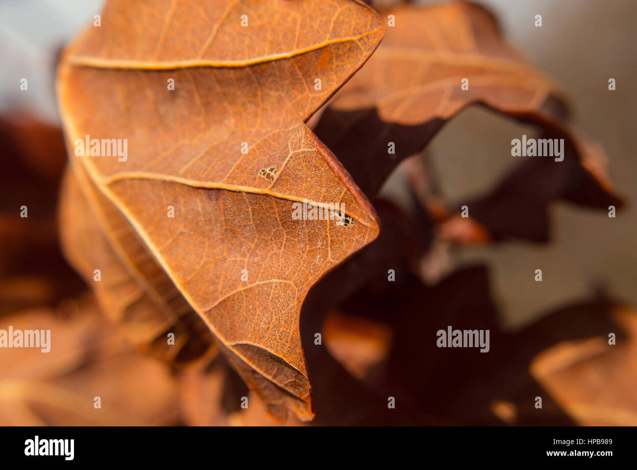 Dispair hi-res stock photography and images - Alamy