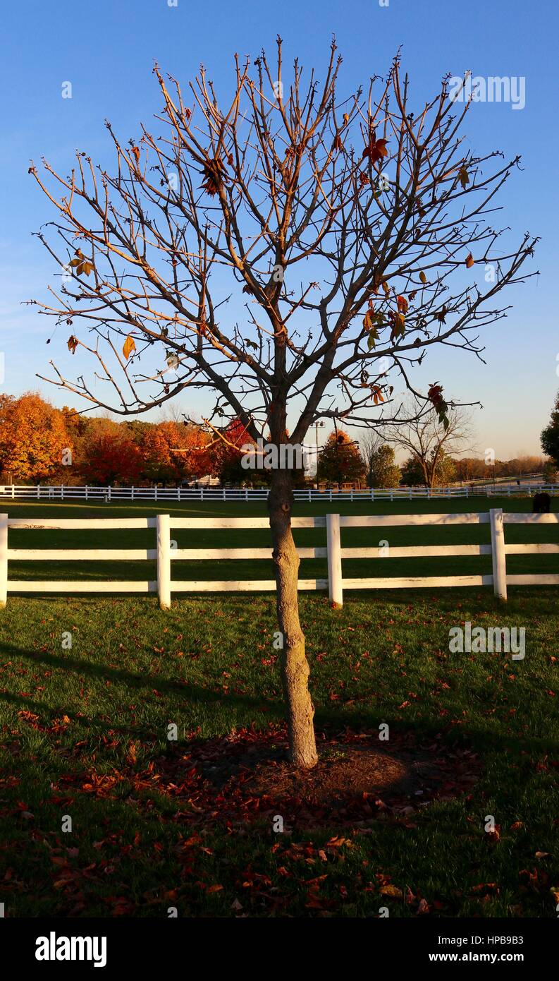 Tree growing into fence hi-res stock photography and images - Alamy
