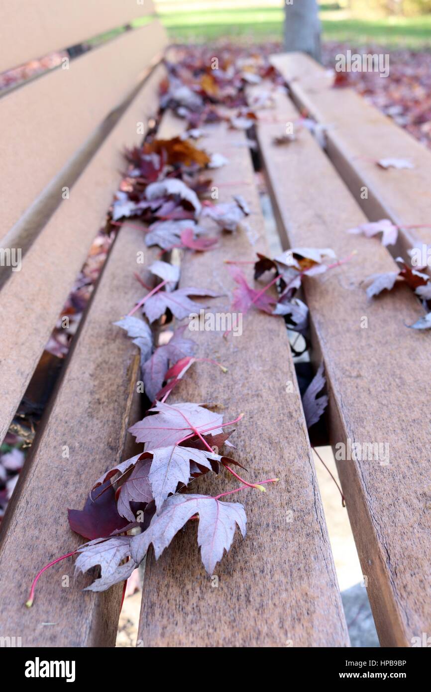 Autumn fall leaves empty hi-res stock photography and images - Alamy