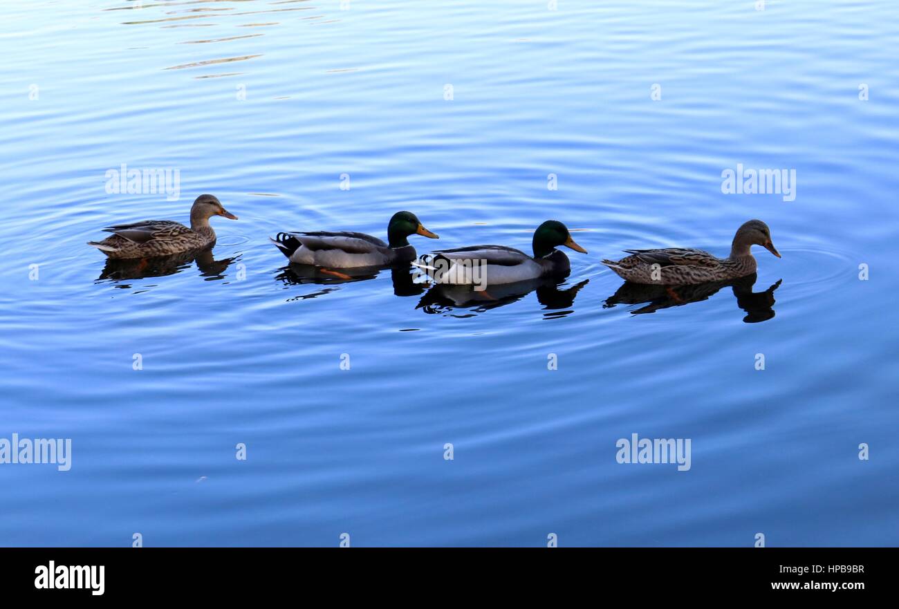 Ducks swimming hi-res stock photography and images - Alamy
