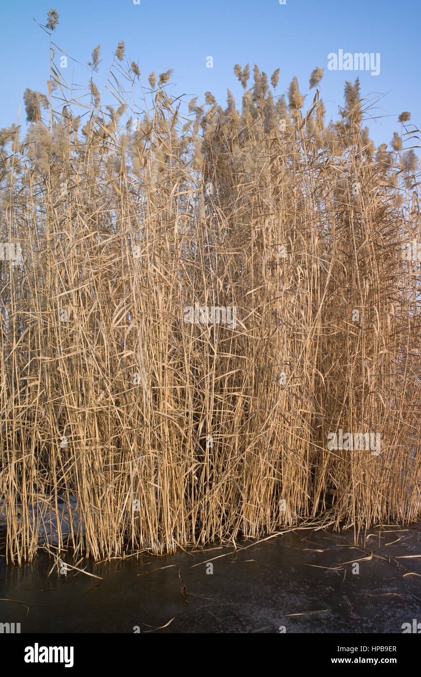 Frozen plant stems hi-res stock photography and images - Alamy