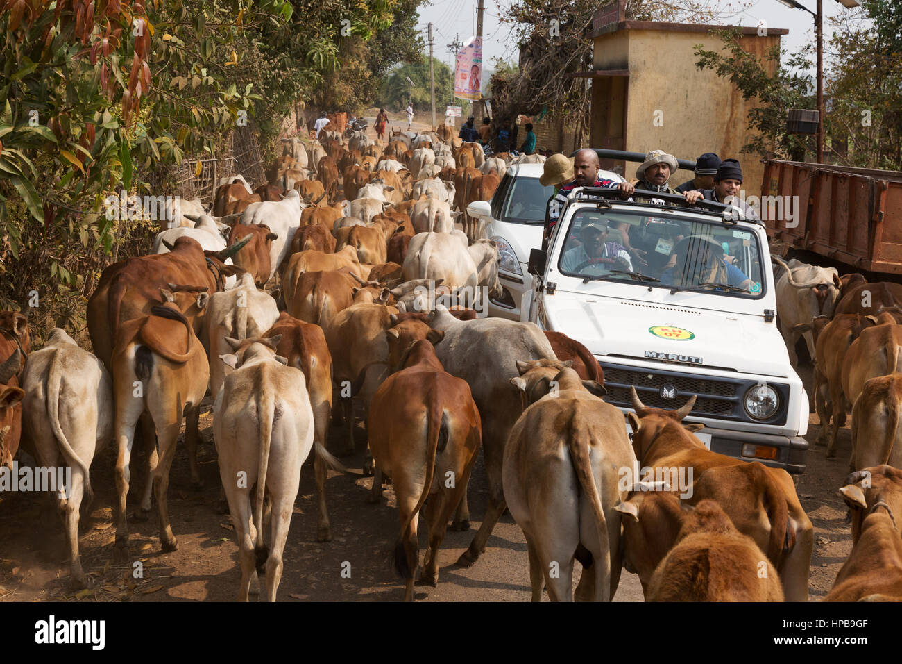 Tourist jeep traffic navigating around cows on the road, Maharashtra ...