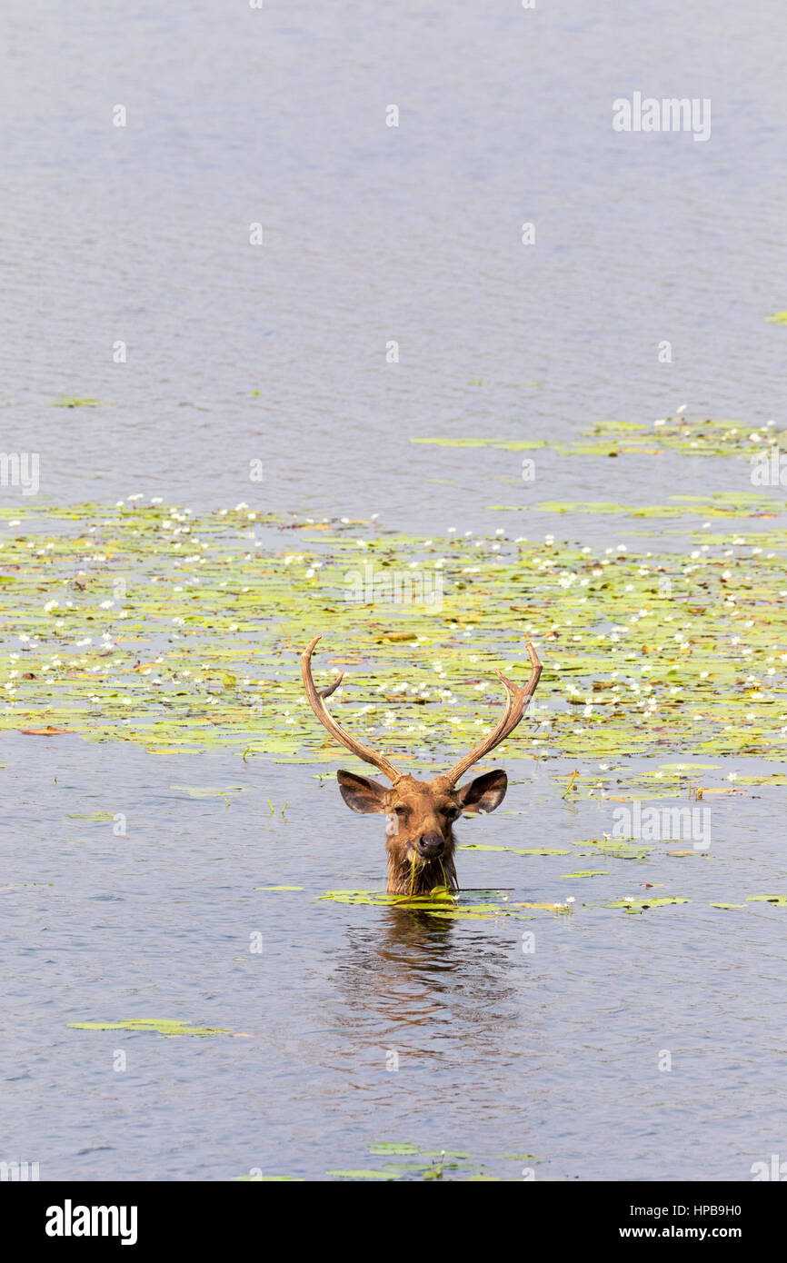 A Sambar Deer stag ( Rusa unicolor ) feeding on pondweed, Tadoba Lake ...