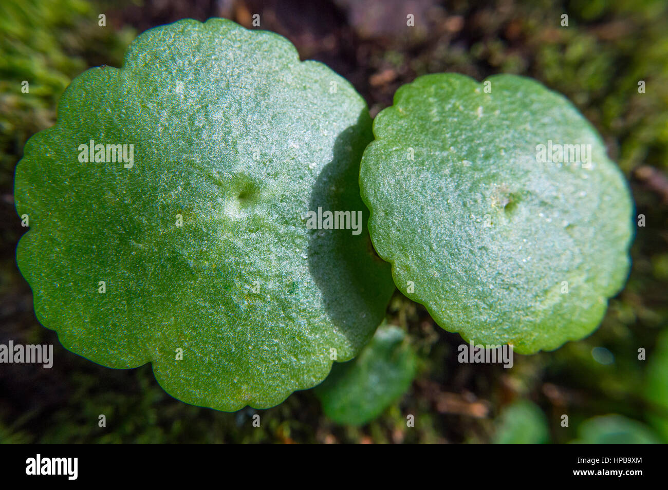 Interesting small Green Plant Stock Photo - Alamy