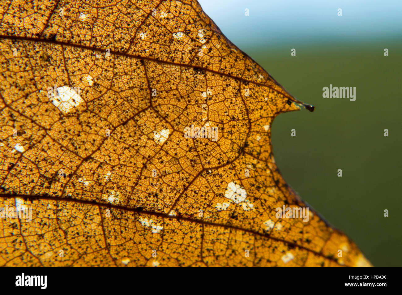 Structure of a leaf Stock Photo - Alamy