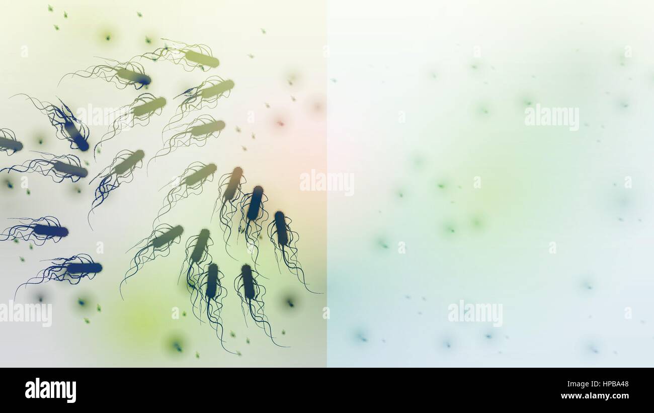 Bacillus subtilis bacteria hi-res stock photography and images - Alamy