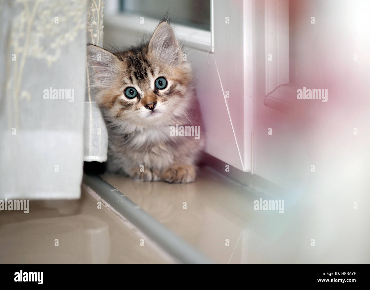 Portrait of kitten looking at camera Stock Photo - Alamy