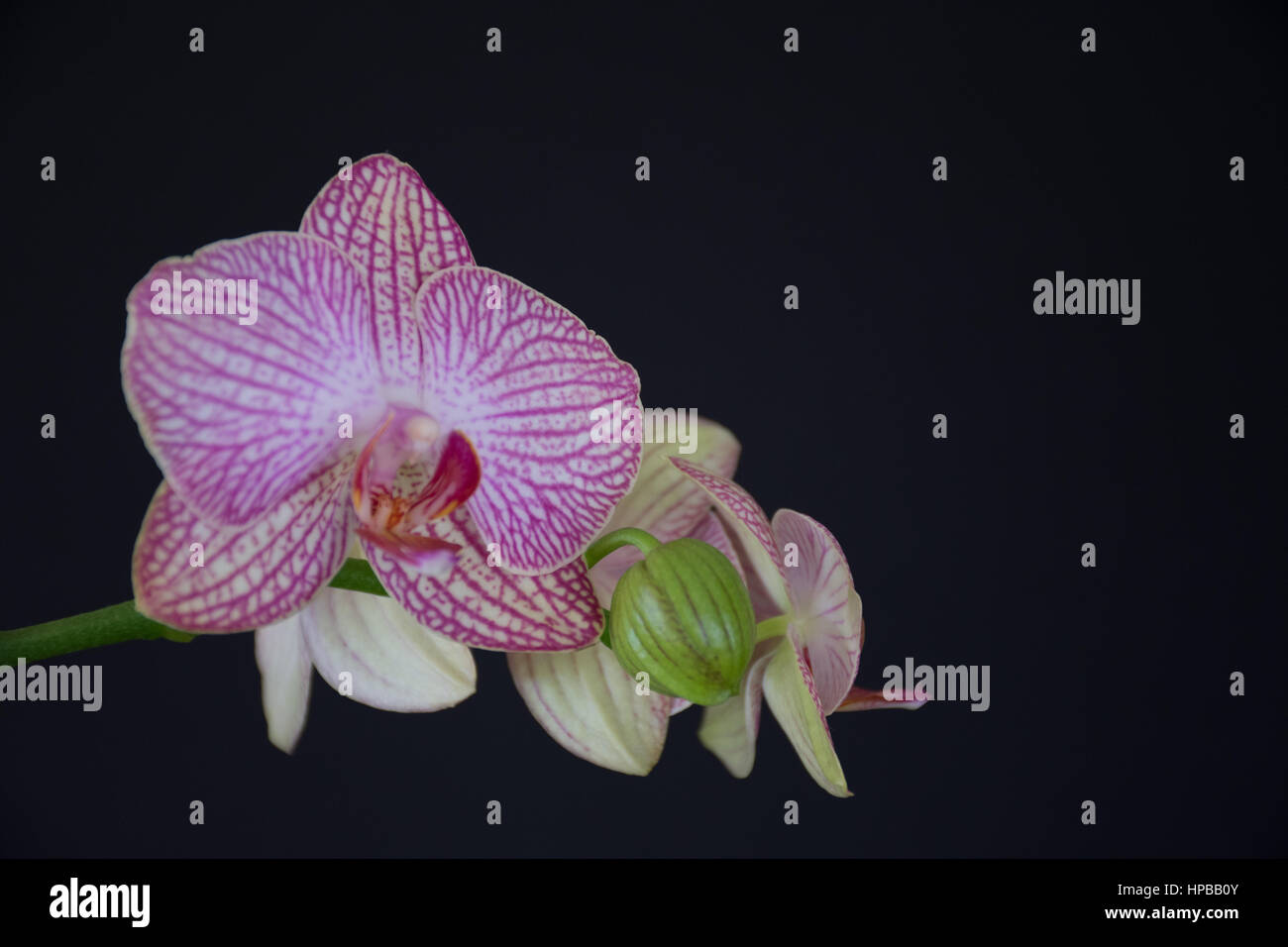 Vein pattern hi-res stock photography and images - Alamy