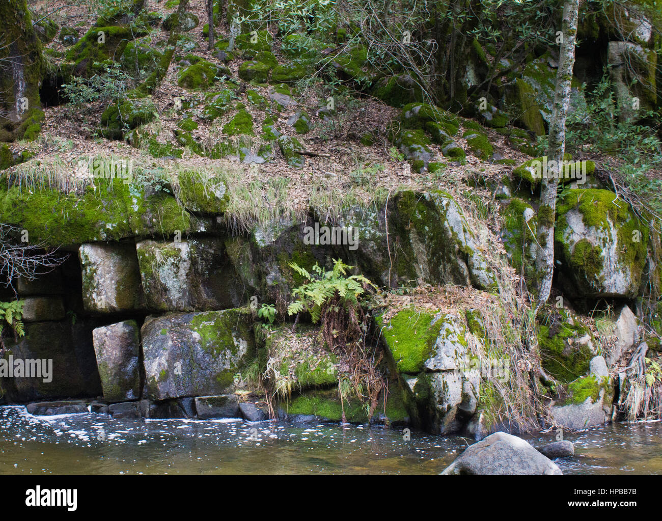 Mossy river hi-res stock photography and images - Alamy