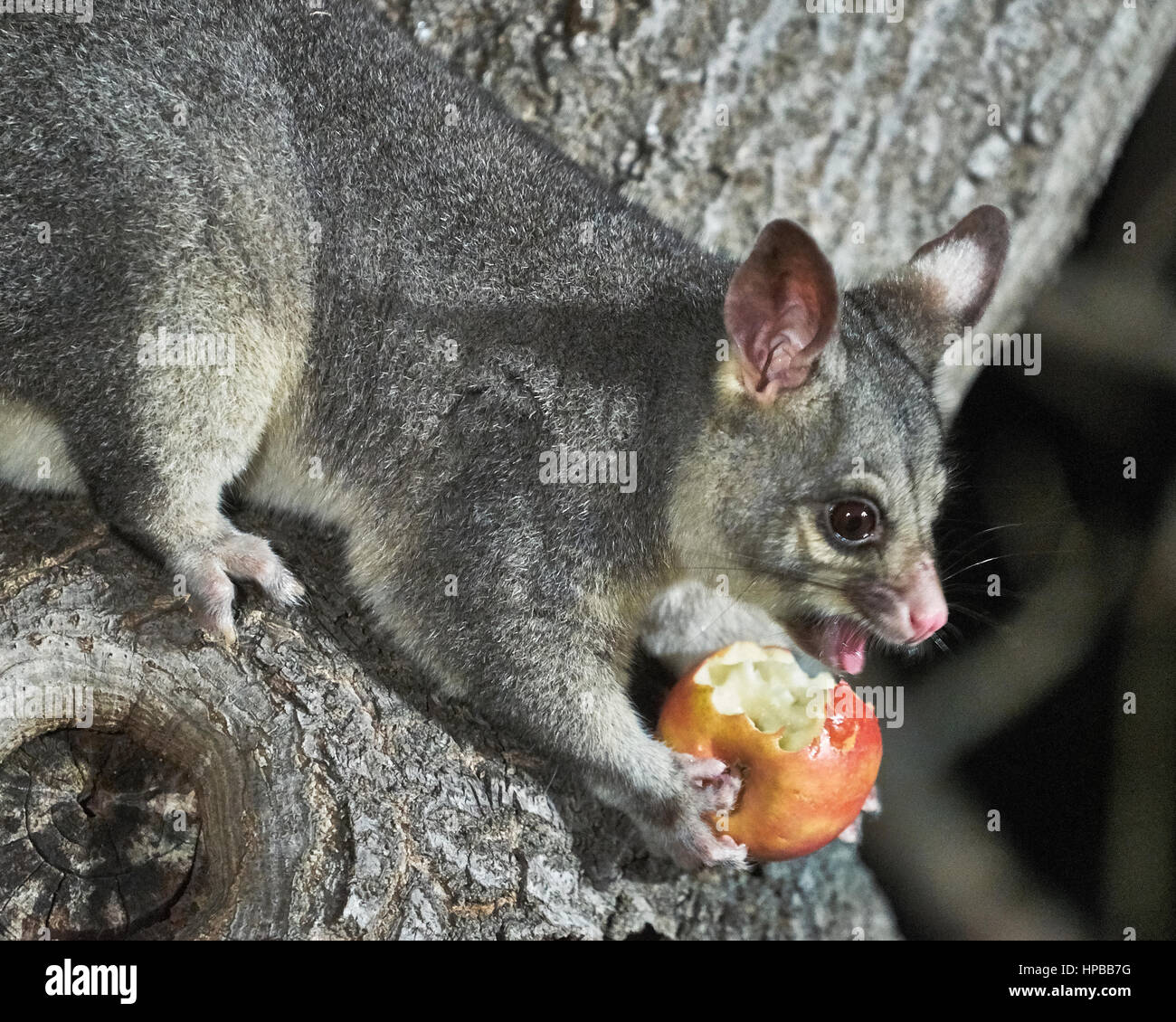 Young Australian Brushtail Possum in a tree, Adelaide, SA, Australia ...