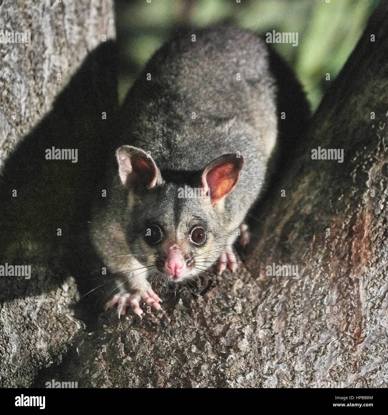 Young Australian Brushtail Possum in a tree, Adelaide, SA, Australia ...