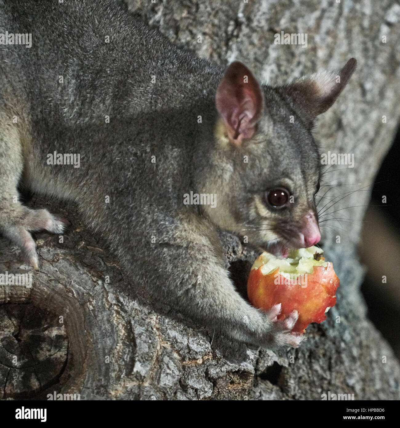 Young Australian Brushtail Possum in a tree, Adelaide, SA, Australia ...