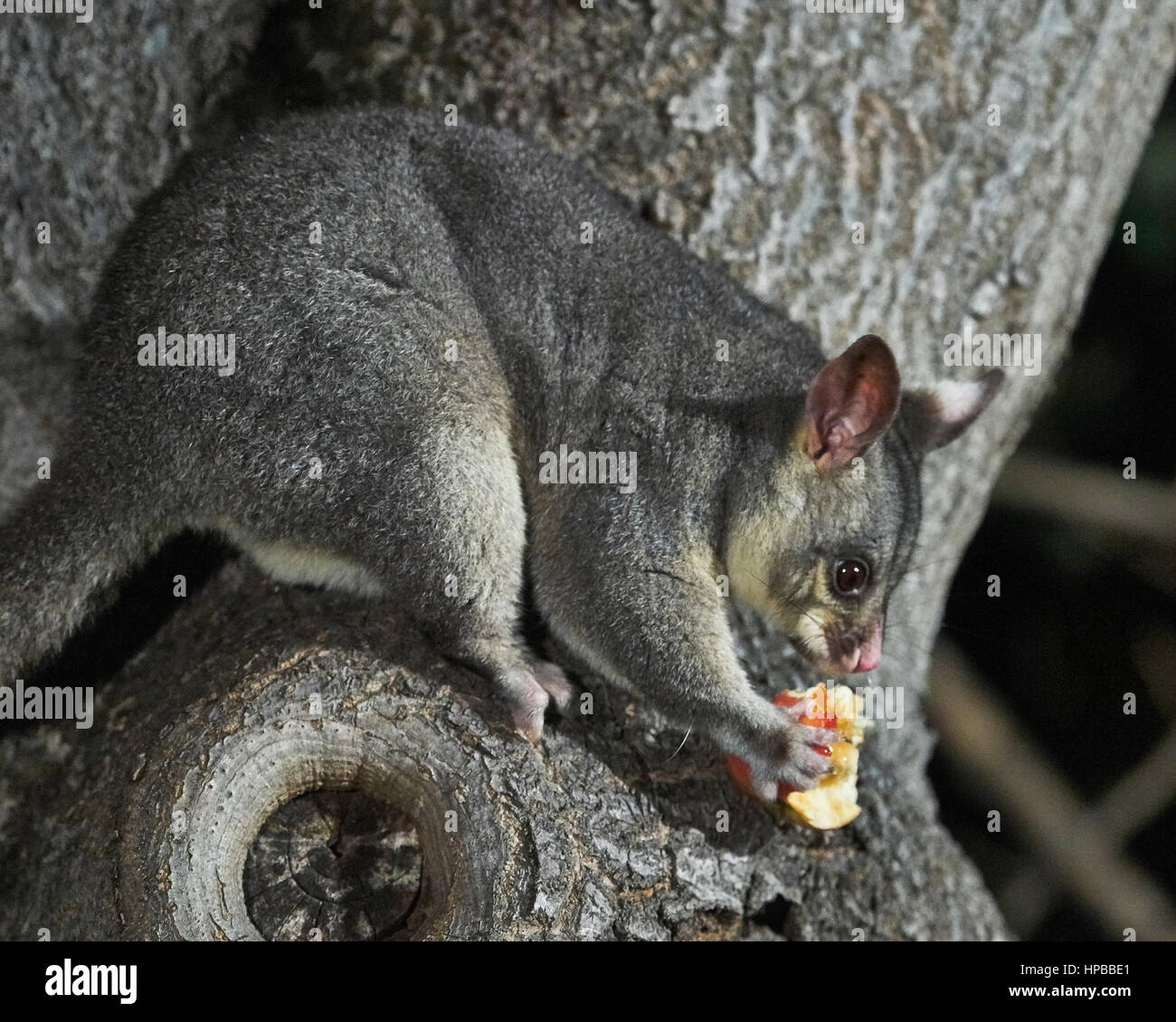 Young Australian Brushtail Possum in a tree, Adelaide, SA, Australia ...
