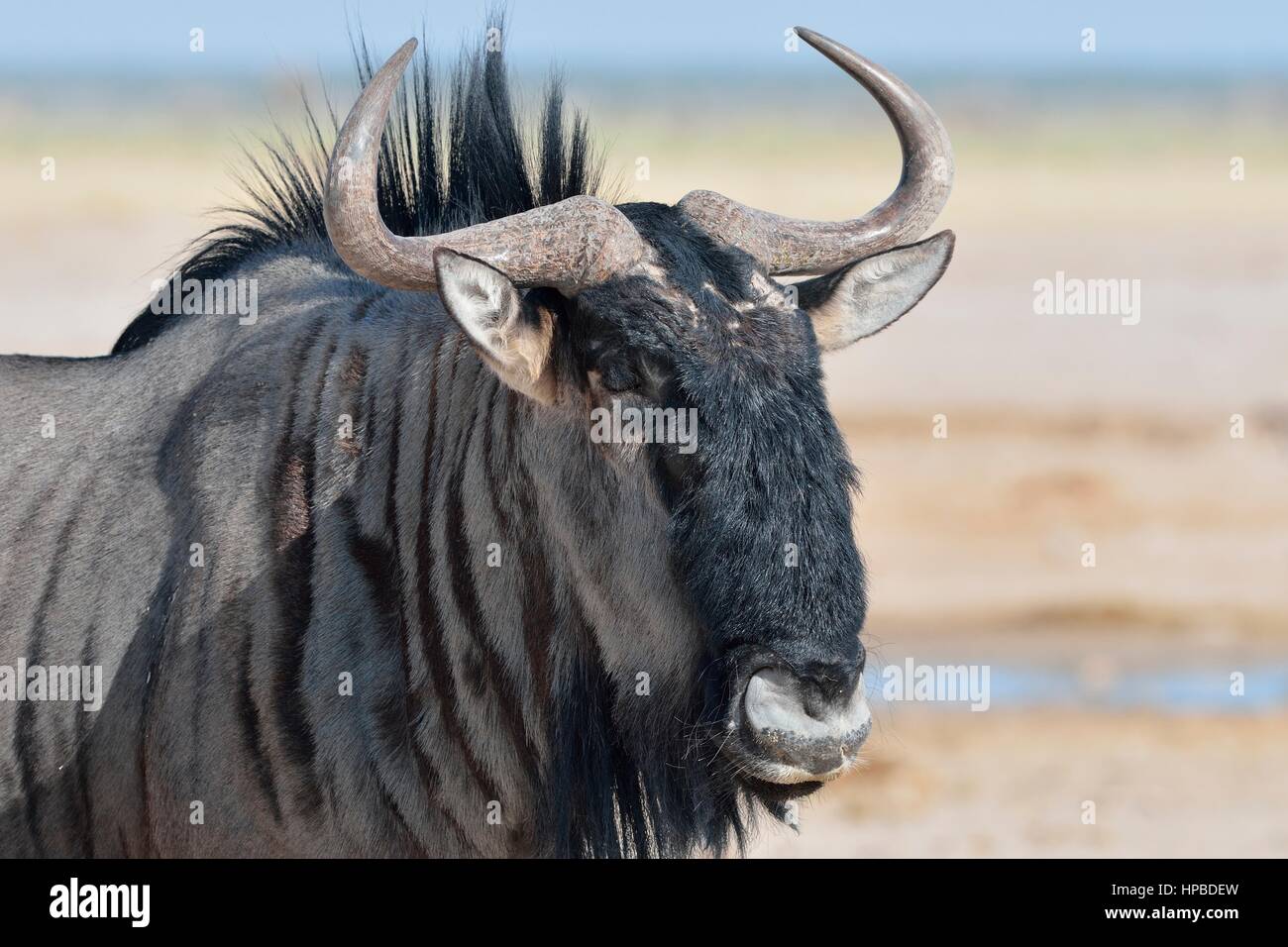Blue wildebeest (Connochaetes taurinus), adult male at waterhole ...