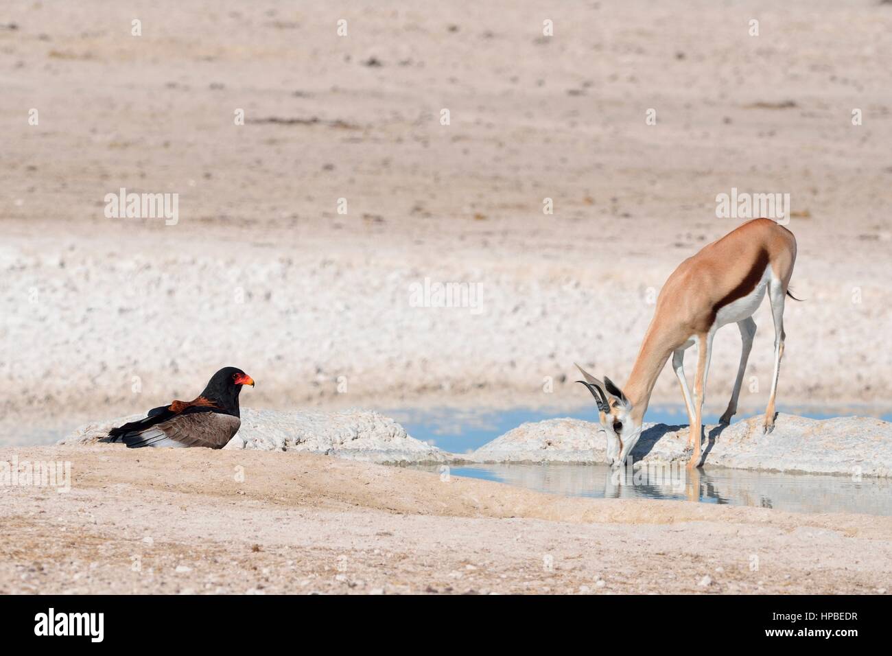 Springbok (Antidorcas marsupialis) drinking with a Bateleur eagle ...