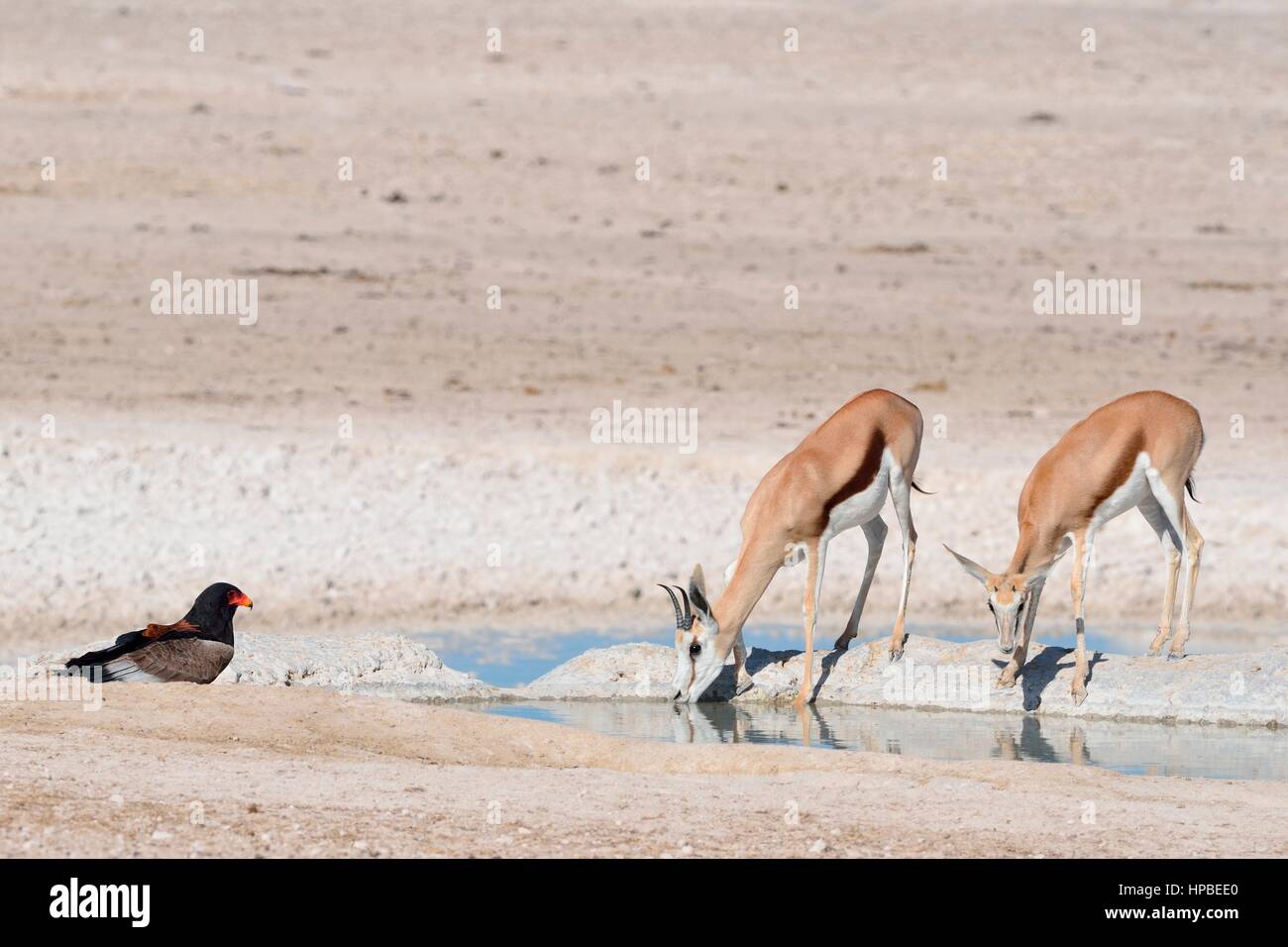 Two springboks (Antidorcas marsupialis) drinking with a Bateleur eagle ...
