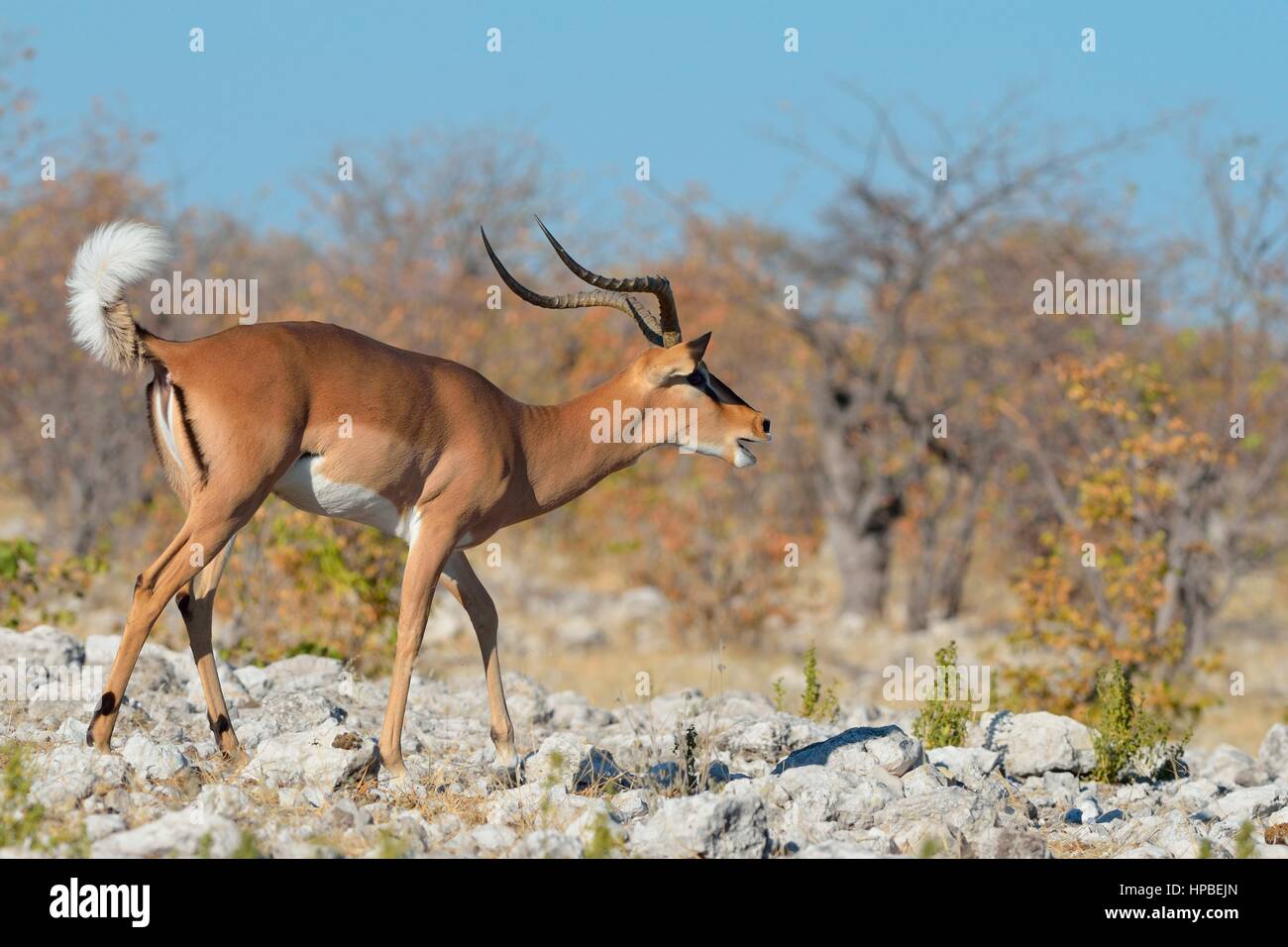 Black-faced impala (Aepyceros melampus petersi), adult male on stony ...